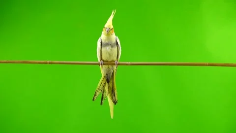 Corella parrot isolated on green screen | Stock Video | Pond5