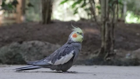 Corella parrot, pet. Beautiful bird with... | Stock Video | Pond5