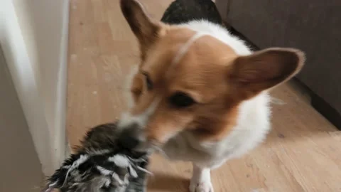 Corgi Dog Inside of House Adorable | Stock Video | Pond5