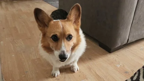 Corgi Dog Inside of House Adorable | Stock Video | Pond5