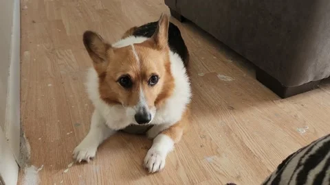 Corgi Dog Inside of House Adorable | Stock Video | Pond5