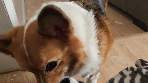 Corgi Dog Inside of House Sitting Home | Stock Video | Pond5