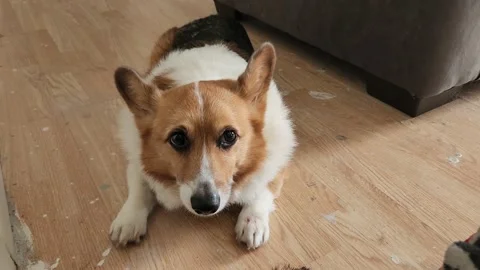Corgi Dog Inside of House Sitting Home | Stock Video | Pond5