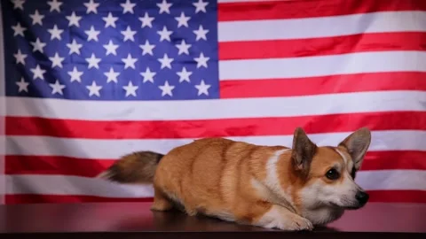 Corgi dog lying and wagging his tail in ... | Stock Video | Pond5