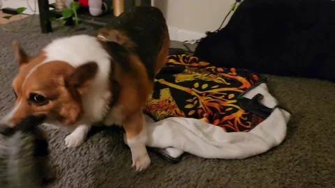 Corgi Dog Sitting Inside of House | Stock Video | Pond5