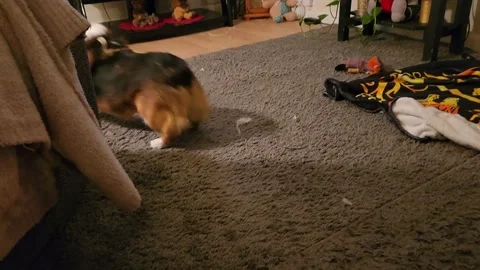 Corgi Dog Sitting Inside of House | Stock Video | Pond5