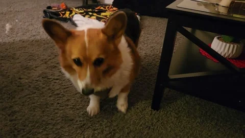 Corgi Dog Sitting Inside of House | Stock Video | Pond5