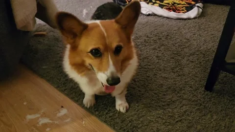 Corgi Dog Sitting Inside of House | Stock Video | Pond5