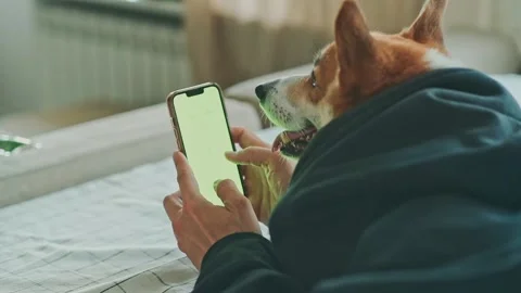 a corgi dog use green screen by hyman ha... | Stock Video | Pond5