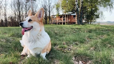 Corgi dog walks through a field in the m... | Stock Video | Pond5