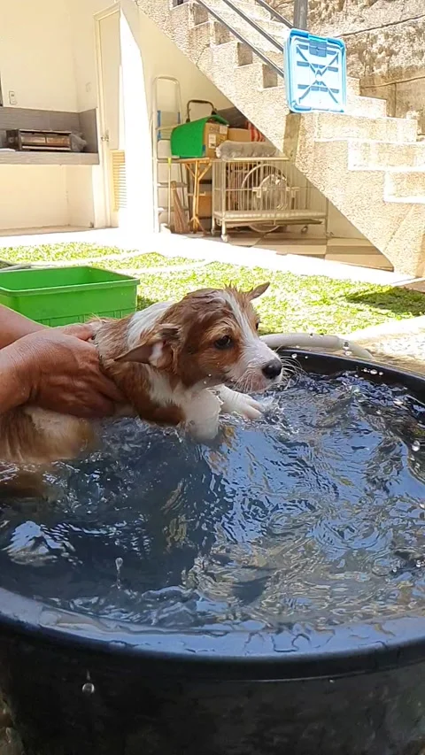 Corgi Learning How to Swim at Bath Time,... | Stock Video | Pond5