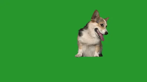 corgi peeps and looks on a green screen | Stock Video | Pond5