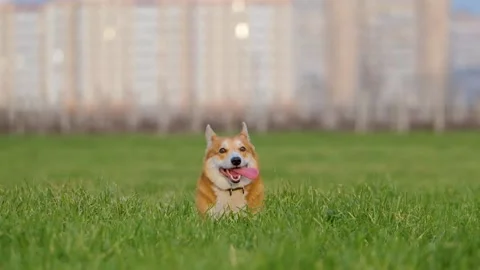 Corgi portrait in the field | Stock Video | Pond5