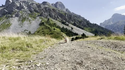 Puppy Walks Stock Videos – Royalty-Free HD & 4K Videos | Pond5