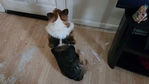 Corgi Sitting Inside of House | Stock Video | Pond5