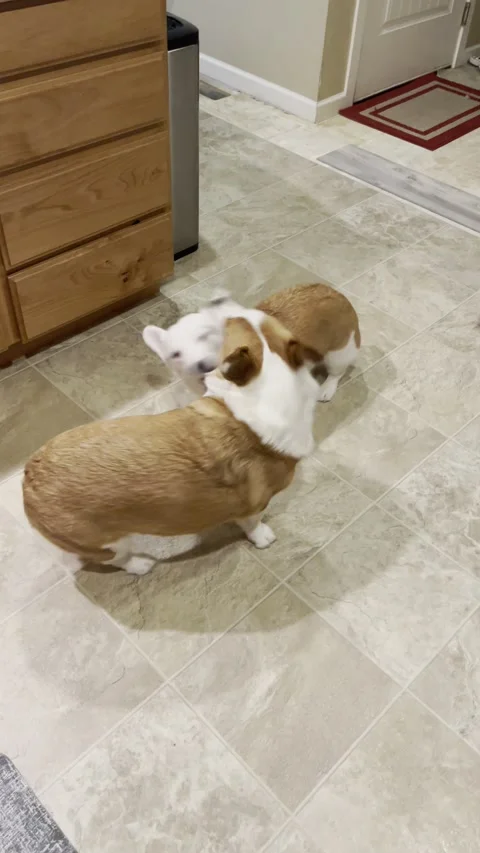 Corgisaurus Rex Comes out in Playtime | Stock Video | Pond5