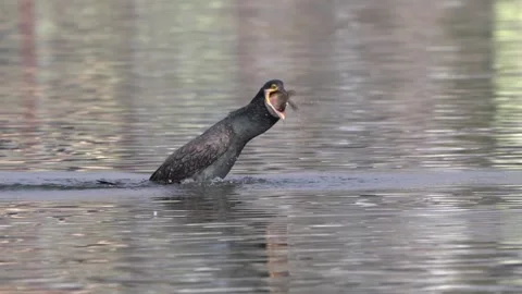 Puking Stock Video Footage | Royalty Free Puking Videos | Pond5