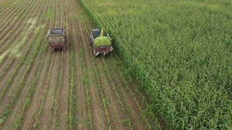 Corn biomass feedstock harvested to supp... | Stock Video | Pond5