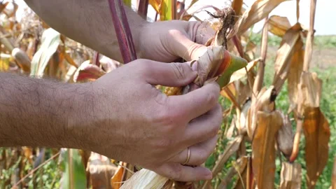 Corn Stem Stock Footage ~ Royalty Free Stock Videos | Pond5