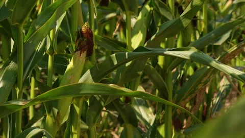 Corn cobs and green leaves of plants wit... | Stock Video | Pond5