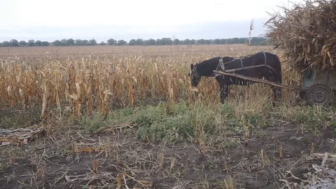 Corn Hub\ Stock Video Footage | Royalty Free Corn Hub\ Videos | Pond5