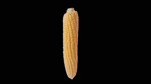 Corn cobs spin and float - sweet corn is... | Stock Video | Pond5