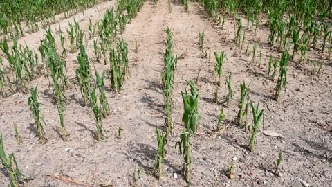 Crop Failure Stock Video Footage | Royalty Free Crop Failure Videos | Pond5