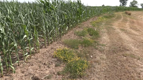 Corn crop in farm field damaged by sever... | Stock Video | Pond5
