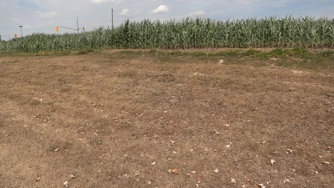 Corn crop in farm field damaged by sever... | Stock Video | Pond5