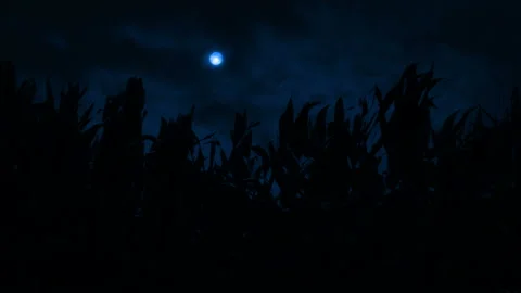 Corn Crops Blow Around At Night | Stock Video | Pond5