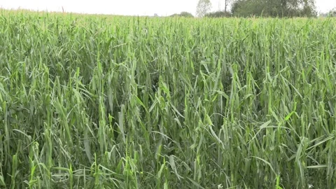 Corn crops destroyed by hail after sever... | Stock Video | Pond5
