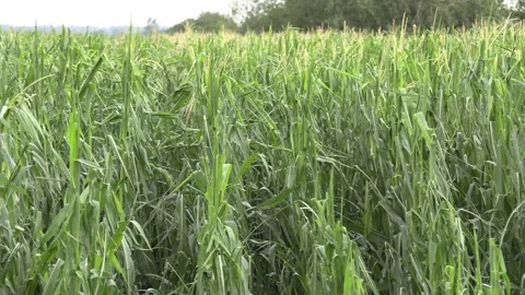 Corn crops destroyed by hail after sever... | Stock Video | Pond5