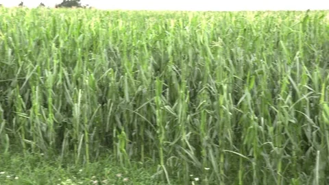 Corn crops destroyed by hail after sever... | Stock Video | Pond5
