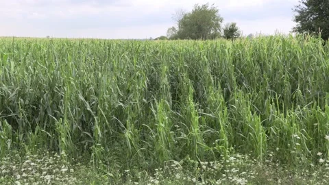 Corn crops destroyed by hail after sever... | Stock Video | Pond5