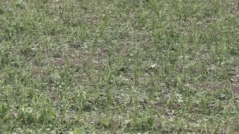 Corn crops destroyed by hail after sever... | Stock Video | Pond5