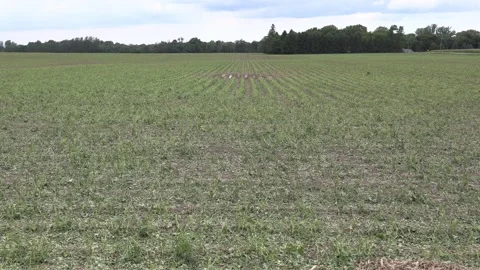 Corn crops destroyed by hail after sever... | Stock Video | Pond5