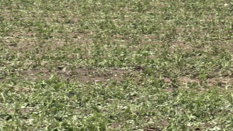 Corn crops destroyed by hail after sever... | Stock Video | Pond5
