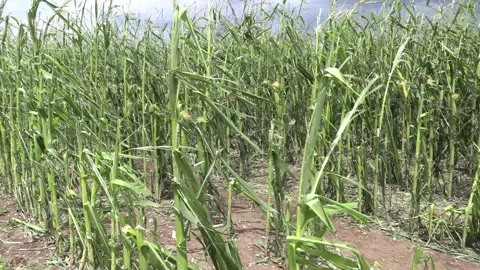 Corn crops destroyed by hail after sever... | Stock Video | Pond5