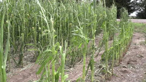 Corn crops destroyed by hail after sever... | Stock Video | Pond5