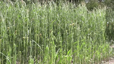 Corn crops destroyed by hail after sever... | Stock Video | Pond5