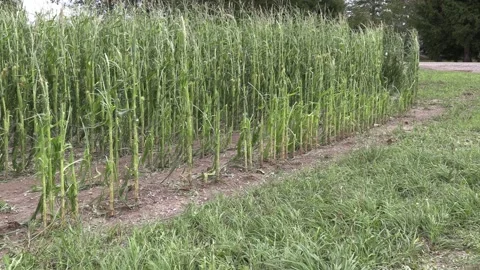 Corn crops destroyed by hail after sever... | Stock Video | Pond5