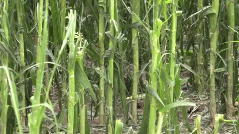 Corn crops destroyed by hail after sever... | Stock Video | Pond5