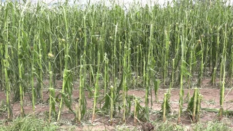 Corn crops destroyed by hail after sever... | Stock Video | Pond5
