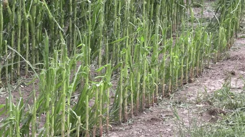 Corn crops destroyed by hail after sever... | Stock Video | Pond5