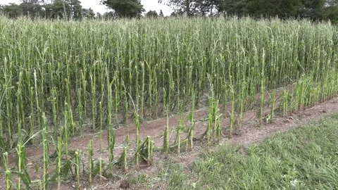 Corn crops destroyed by hail after sever... | Stock Video | Pond5