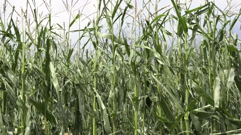 Corn crops destroyed by hail after sever... | Stock Video | Pond5