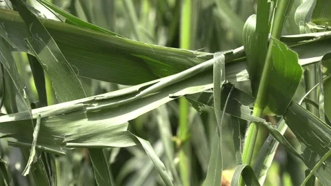 Corn crops destroyed by hail after sever... | Stock Video | Pond5