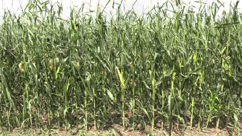 Corn crops destroyed by hail after sever... | Stock Video | Pond5