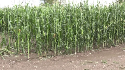 Corn crops destroyed by hail after sever... | Stock Video | Pond5