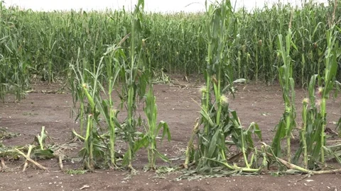 Corn crops destroyed by hail after sever... | Stock Video | Pond5